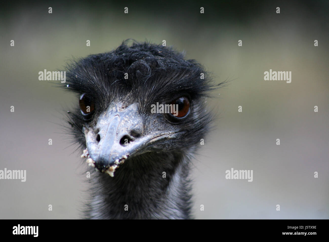 bird birds look glancing see view looking peeking looking at consider ...