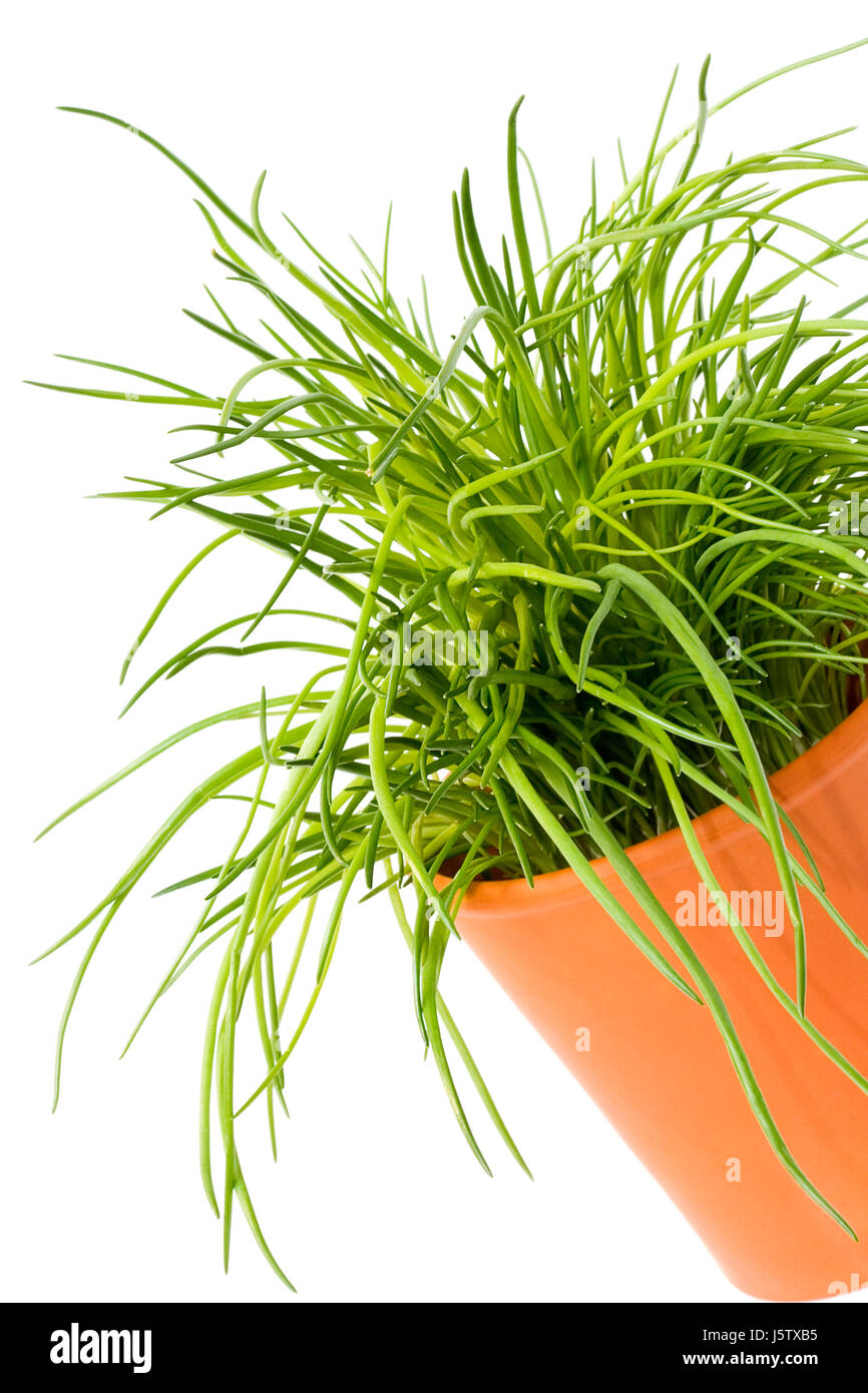 spice culinary herbs medicinal plant chives chive herbs plant food ...
