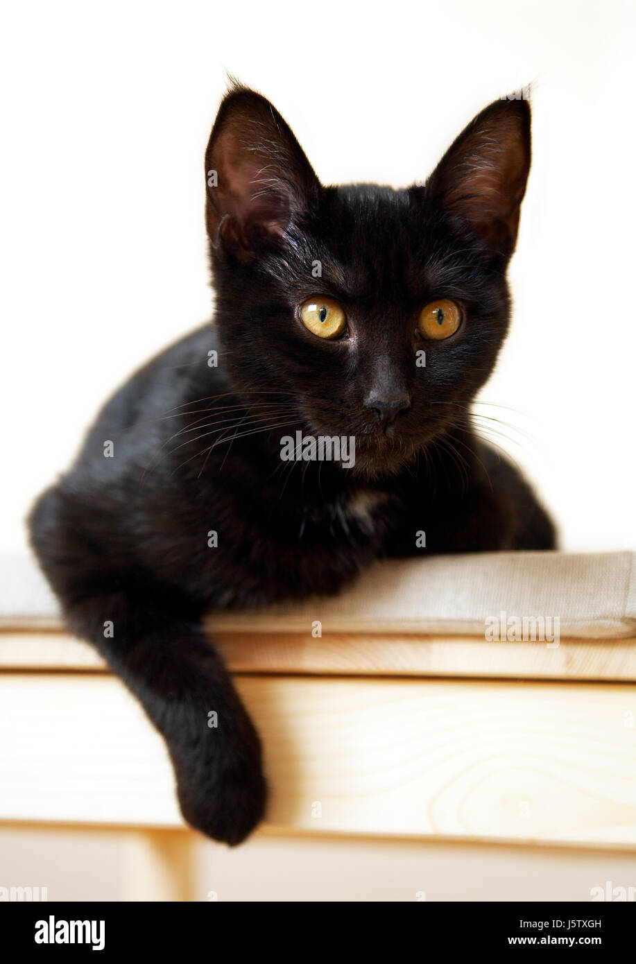 Black pussycat hi-res stock photography and images - Alamy
