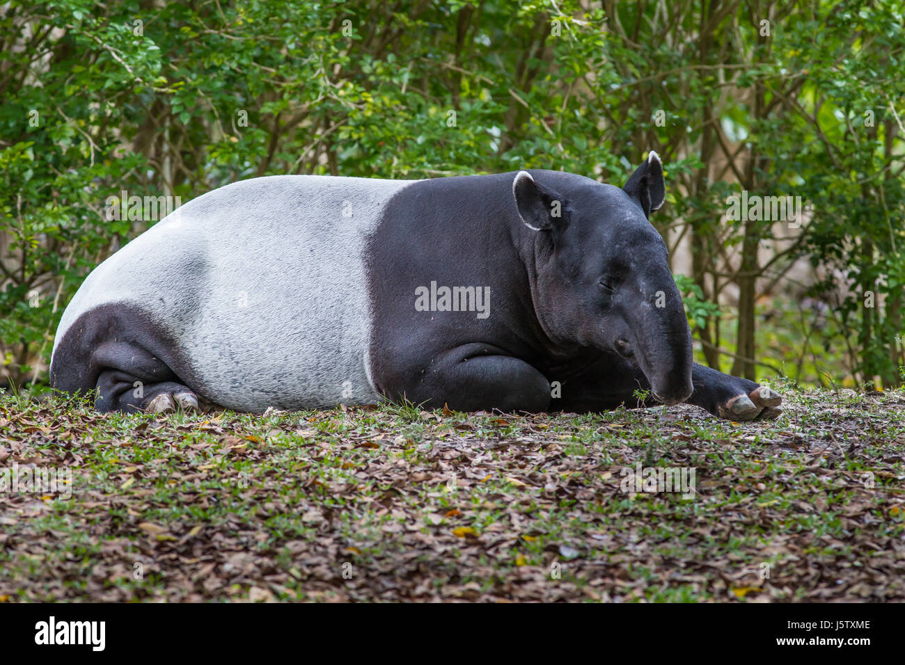 Malayan Tapir sleeping Stock Photo - Alamy