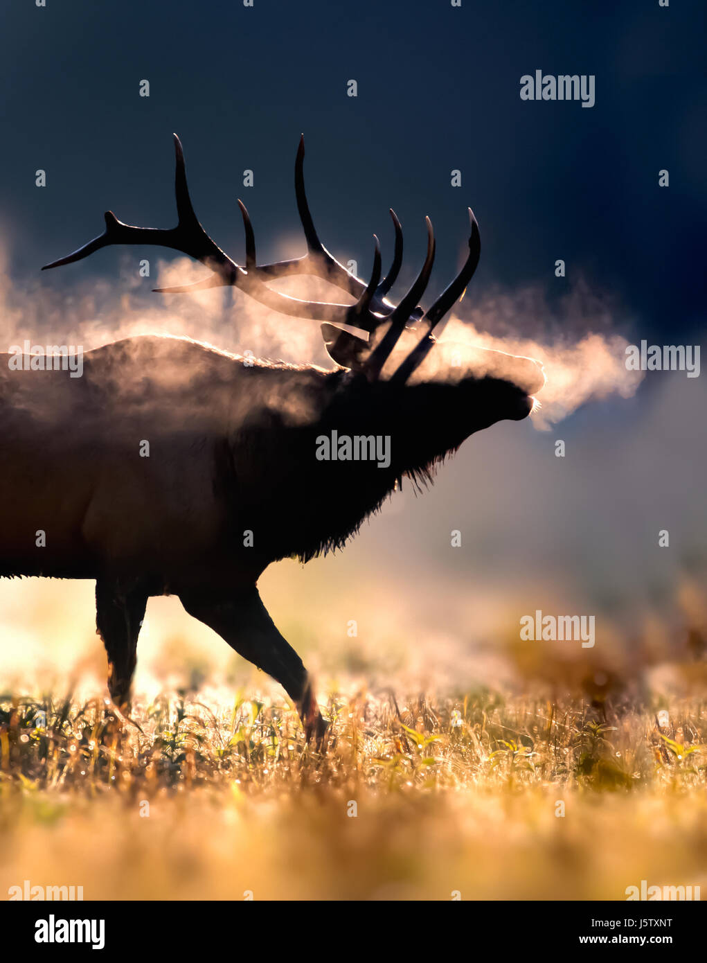 Male Elk with full set of antlers blows frosty breath in early morning ...