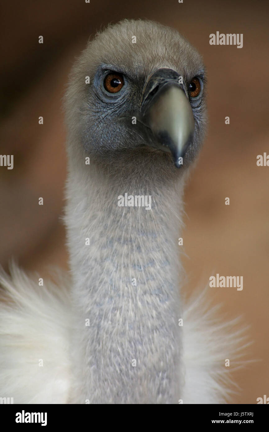 The hairy vulture hi-res stock photography and images - Alamy