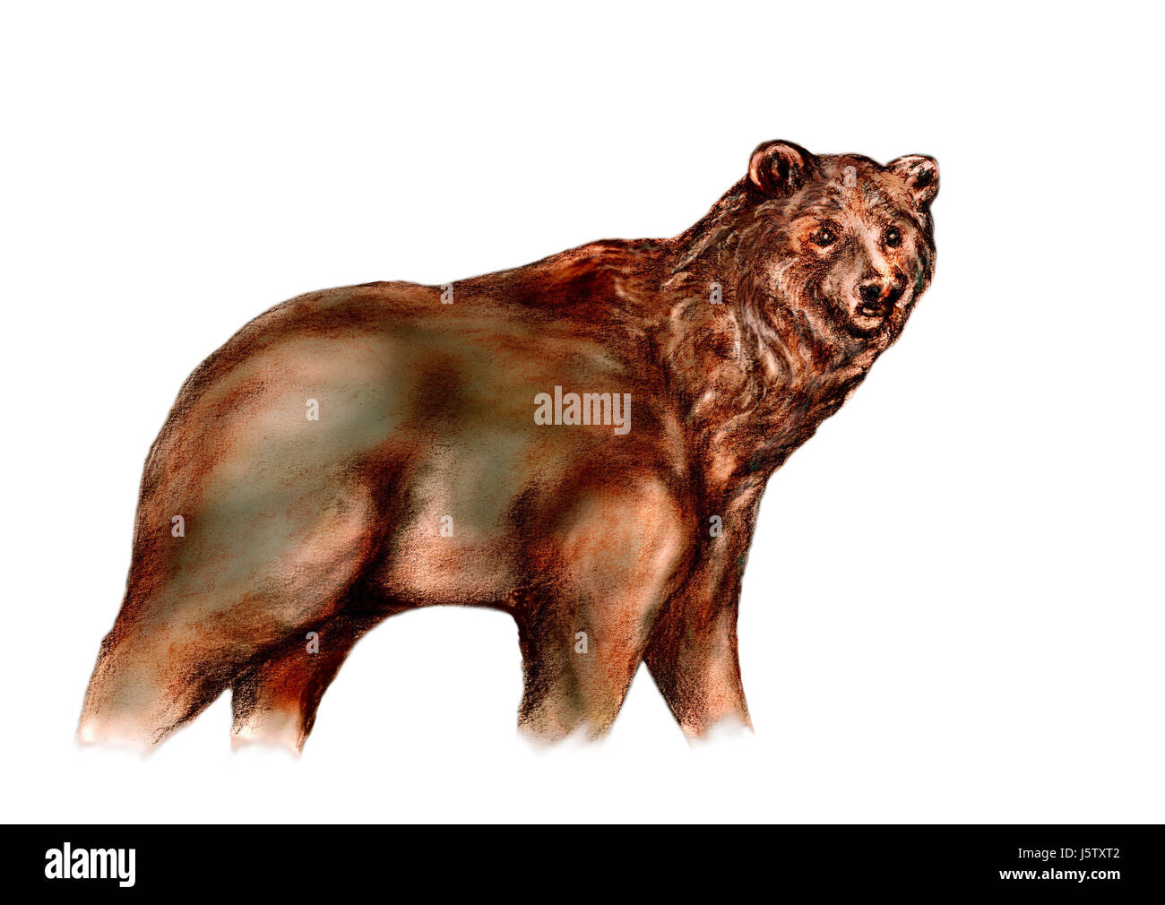 bear bear bigger mightier stronger bear grizzlybear starker groer Stock ...