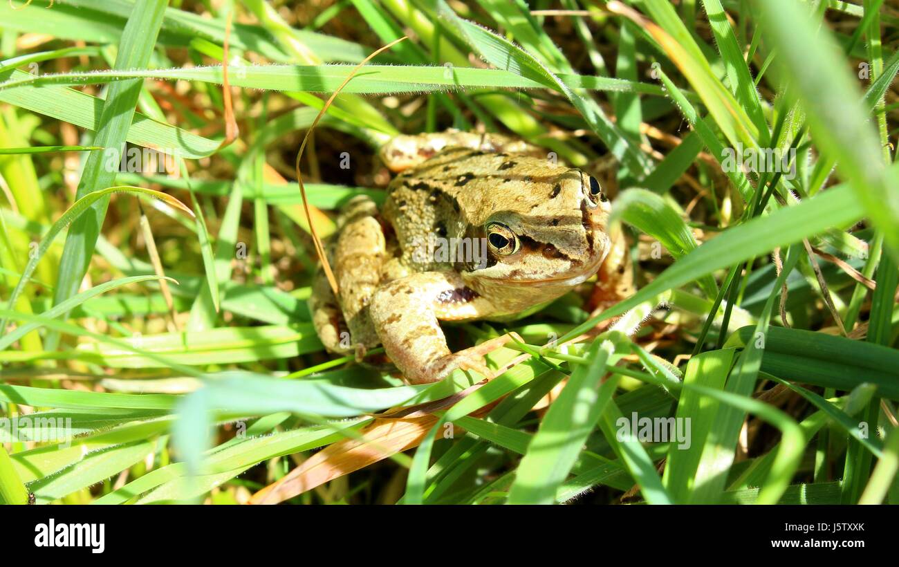 Frog hidden in the grass Stock Photo - Alamy