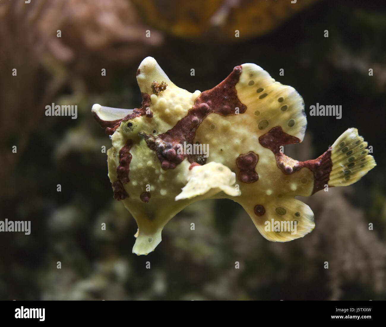 reef salt water sea ocean water red anglerfisch fish reef red sea red ...