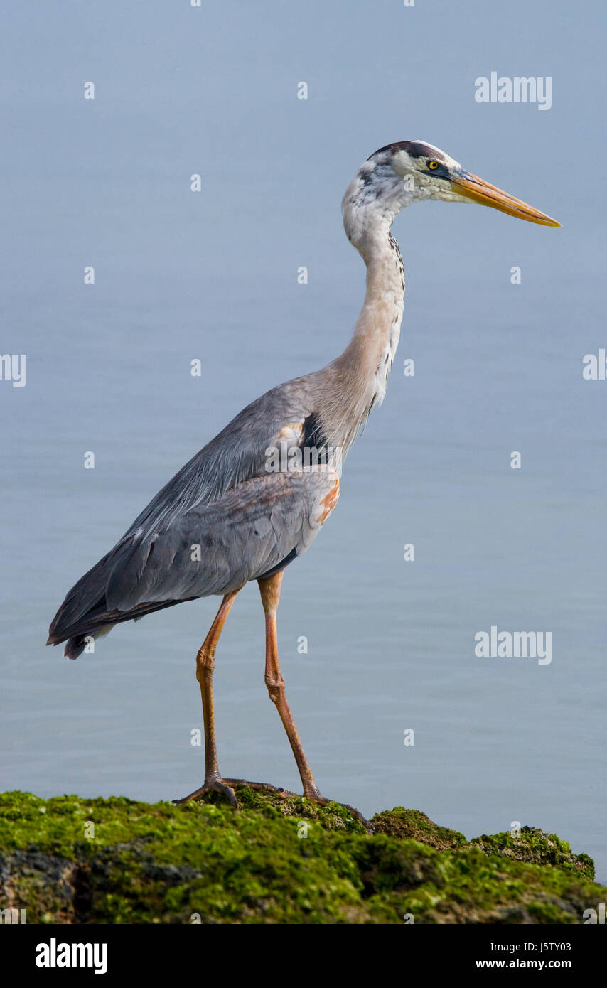 Heron standing on the rocks on the background of the ocean. The ...