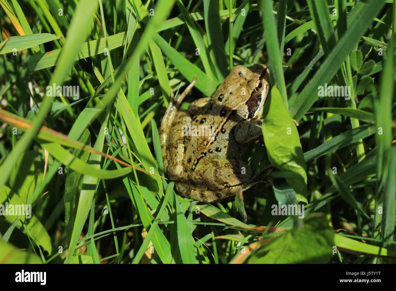 Frog hidden in the grass Stock Photo - Alamy