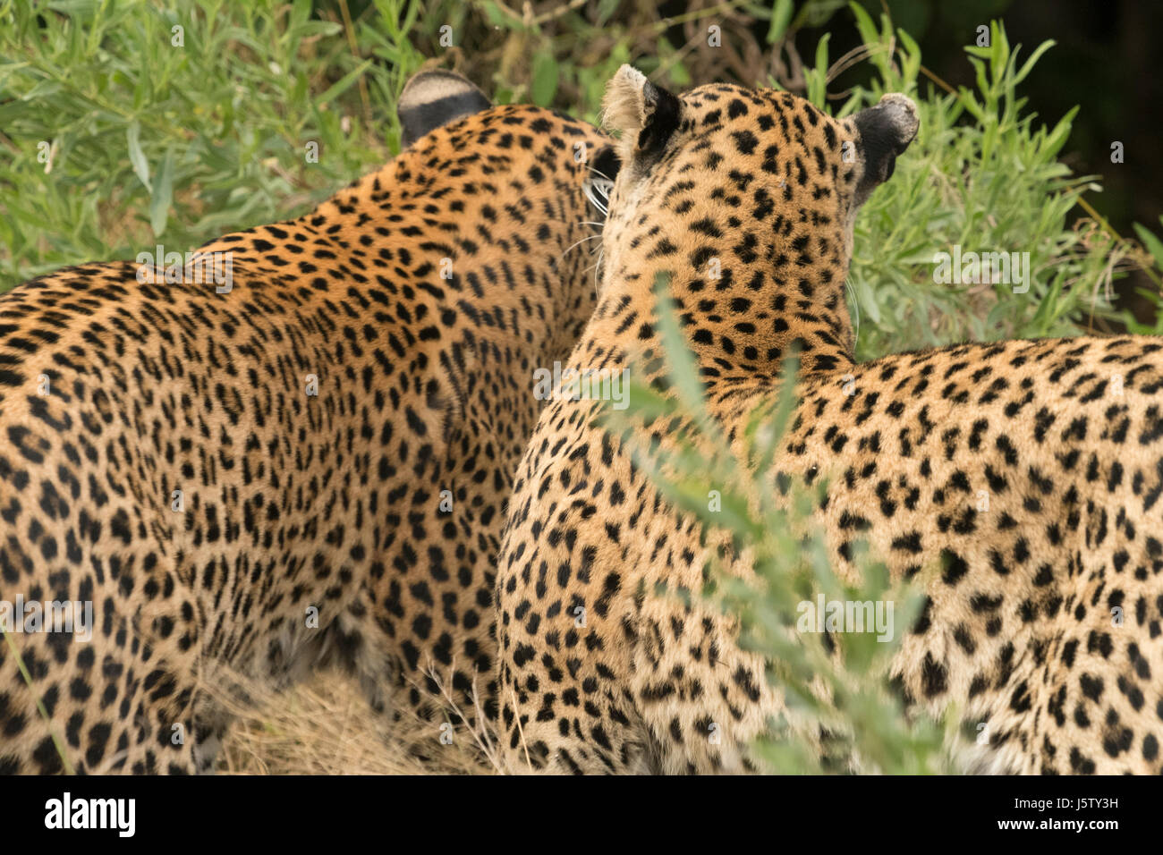 Female leopard (Panthera pardus) with her two year old cub playing in ...