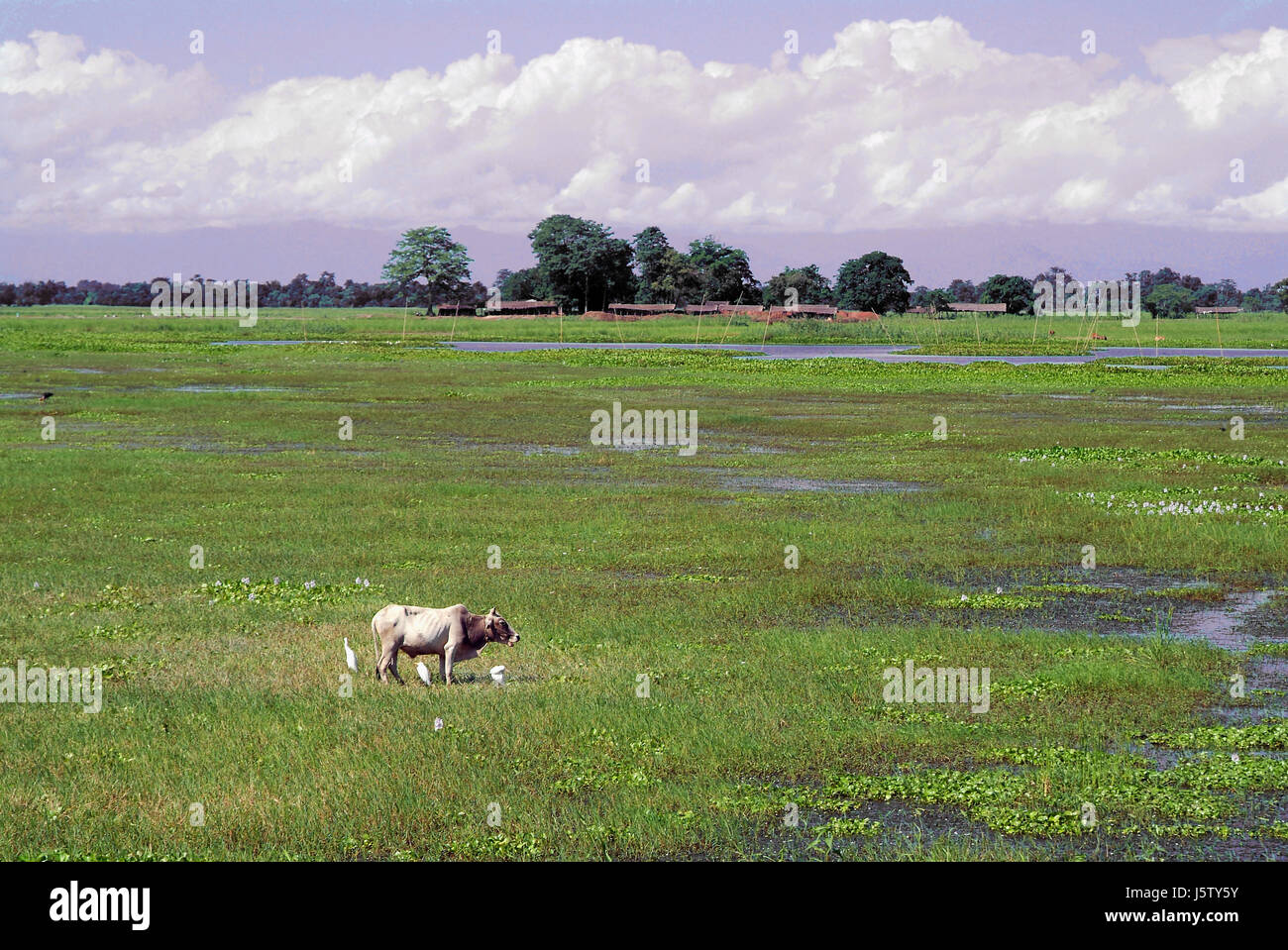 Majuli nature hi-res stock photography and images - Alamy