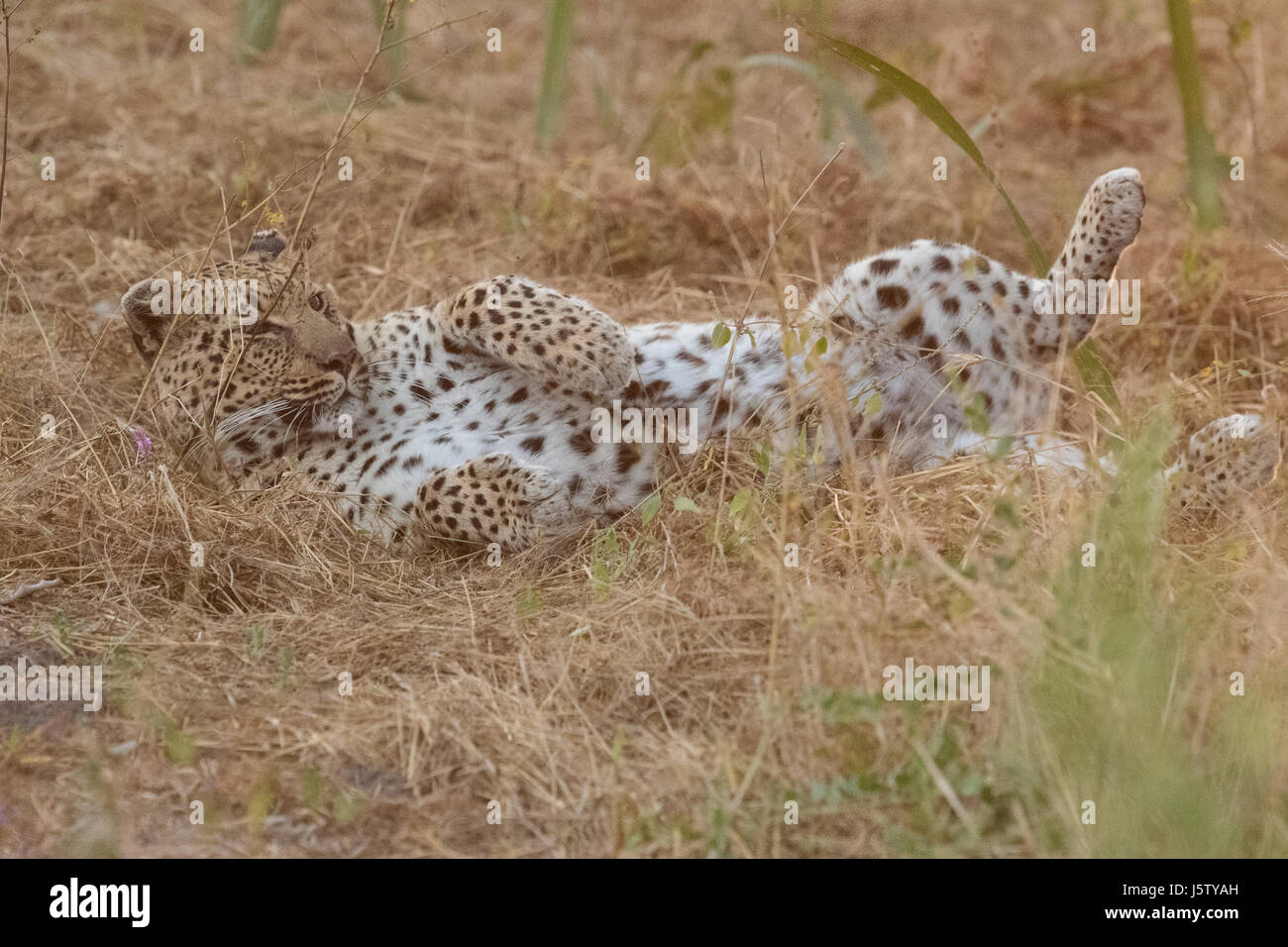 Female leopard rolling in grass in Chitabe area of the Okavango Delta ...