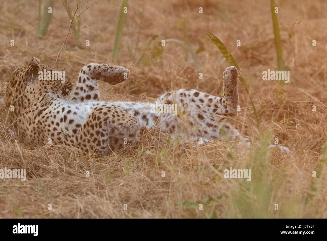 Leopard rolling in grass hi-res stock photography and images - Alamy
