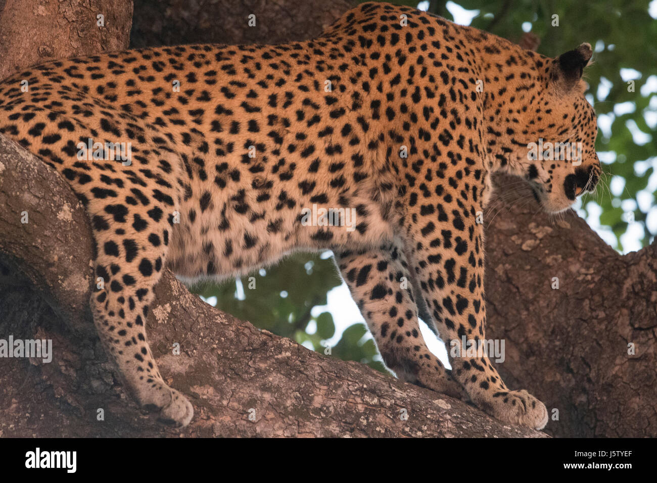 Female leopard (Panthera padres) in tree near Chitabe area of the ...