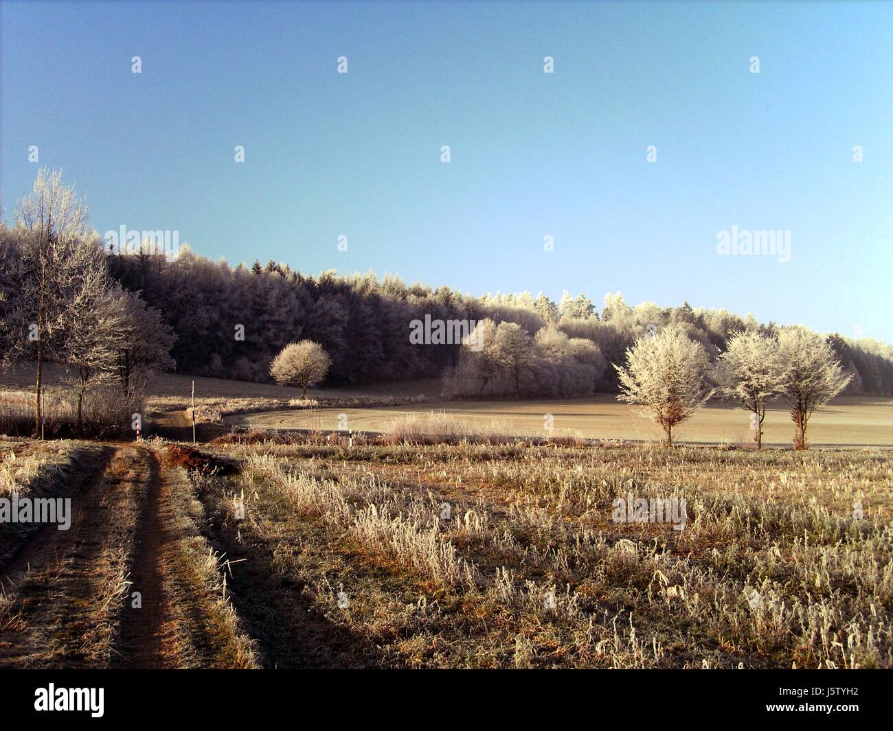 cold ice frost acre path way land realty ground forest tree trees ...