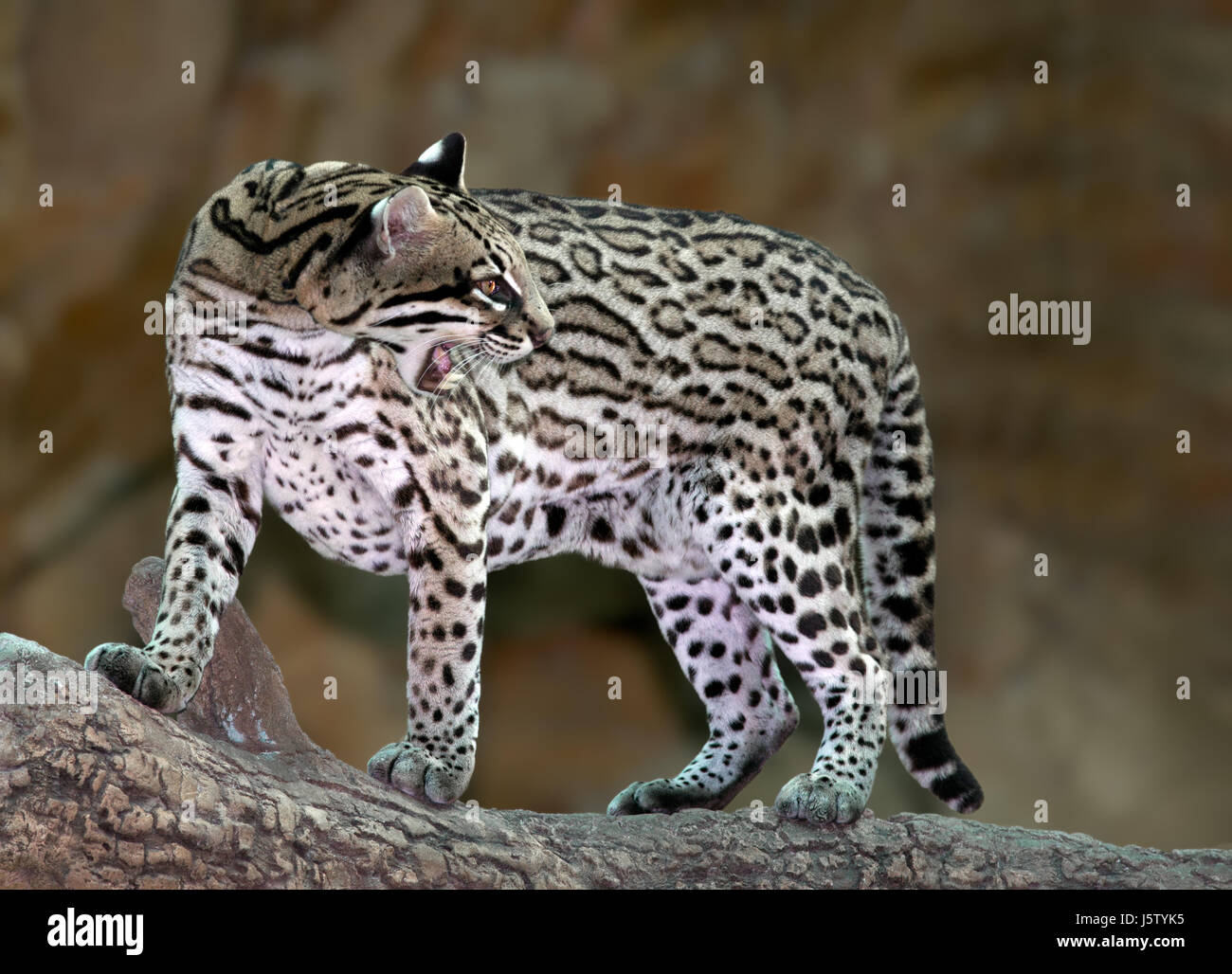 Ocelot expresses anger for his trainer Stock Photo - Alamy
