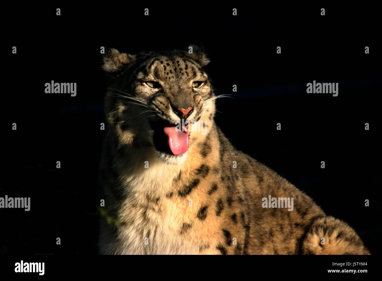 big cat feline predator predator cat leopard shine shines bright lucent ...