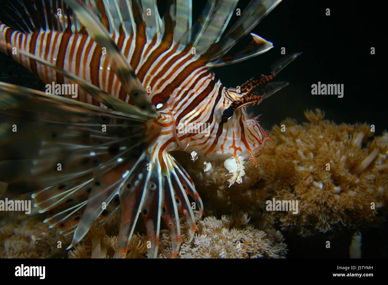 prickly poison salt water sea ocean water red rotfeuerfisch rotes meer ...