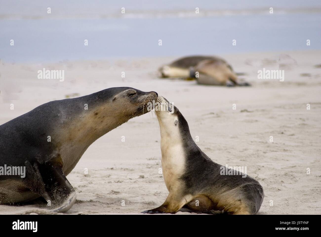 animals beach seaside the beach seashore australia welfare iceland ...