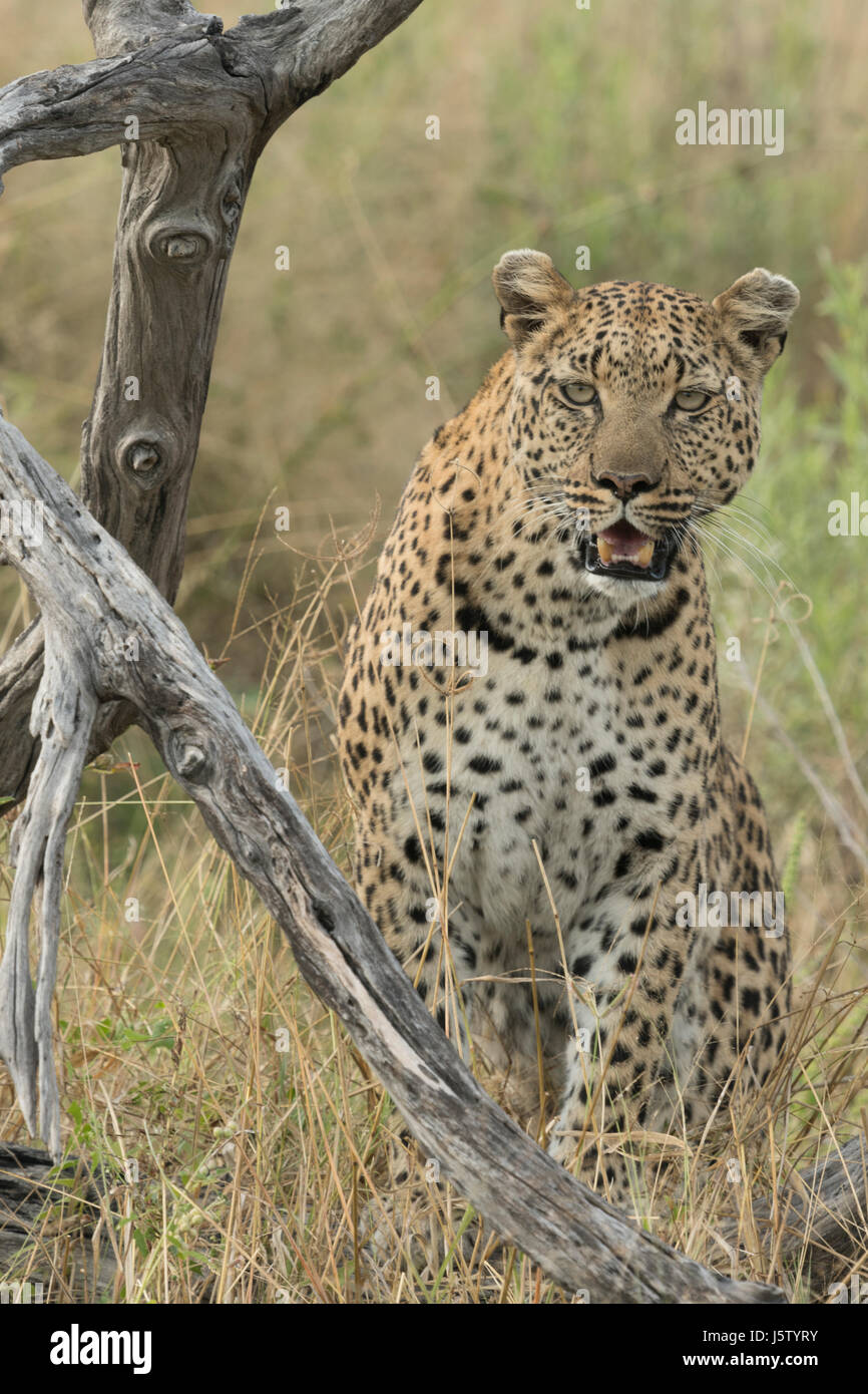 Female leopard (Panthera pardus) in Chitabe area of the Okavango Delta ...