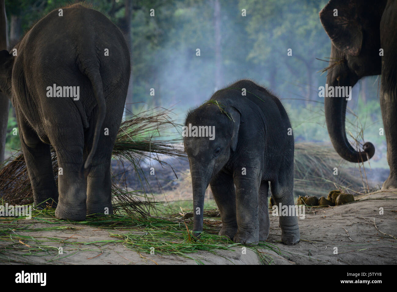 NEPAL, Terai, Chitwan Nationalpark, village Sauraha, Elephant breeding ...
