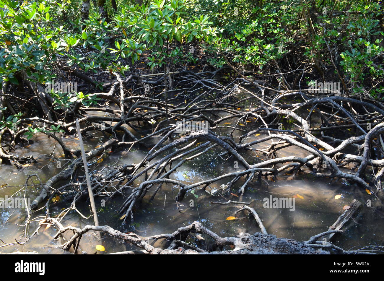 Mangrove tree at Havelock island, Andaman and Nicobar, India Stock ...