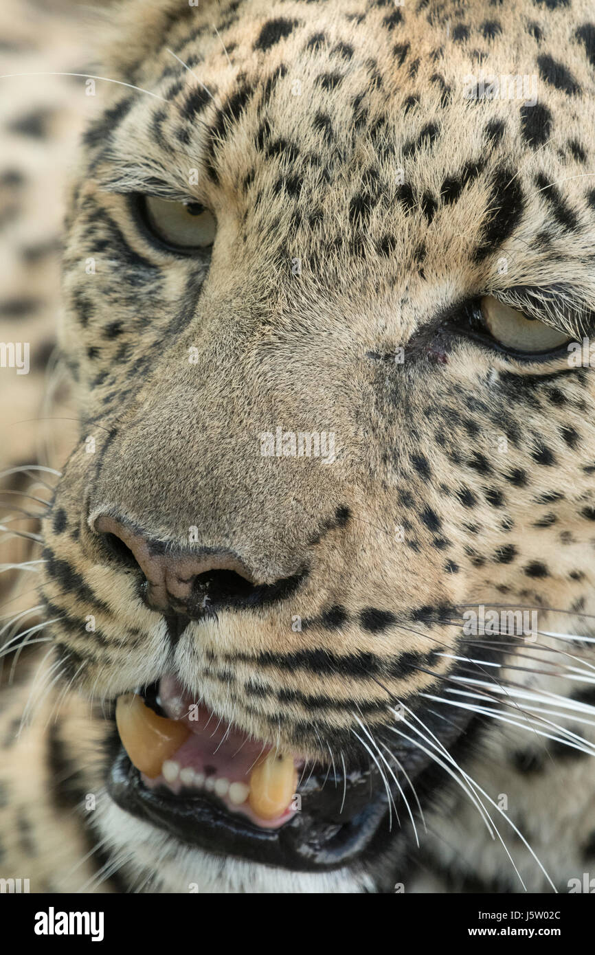 Female leopard with her two year old cub playing in Chitabe area of the ...