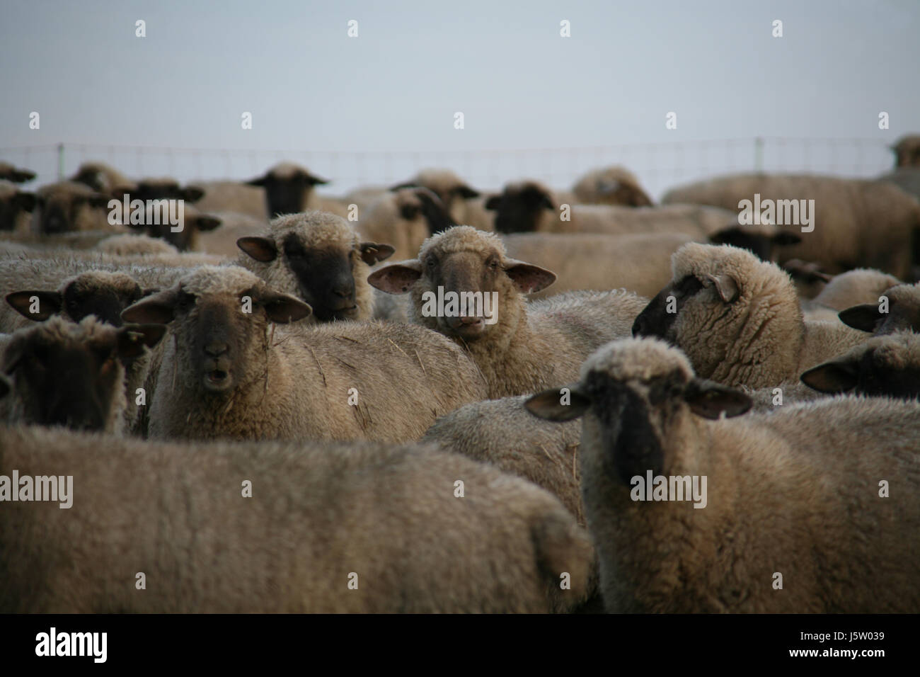 herd flock of sheep sheep (pl.) sheep-run mammal sheep farming wool ...