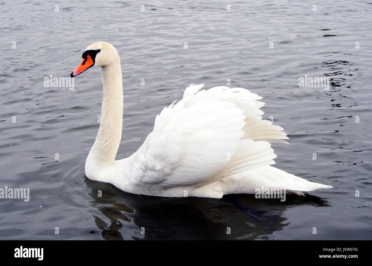 Magnificently hi-res stock photography and images - Alamy