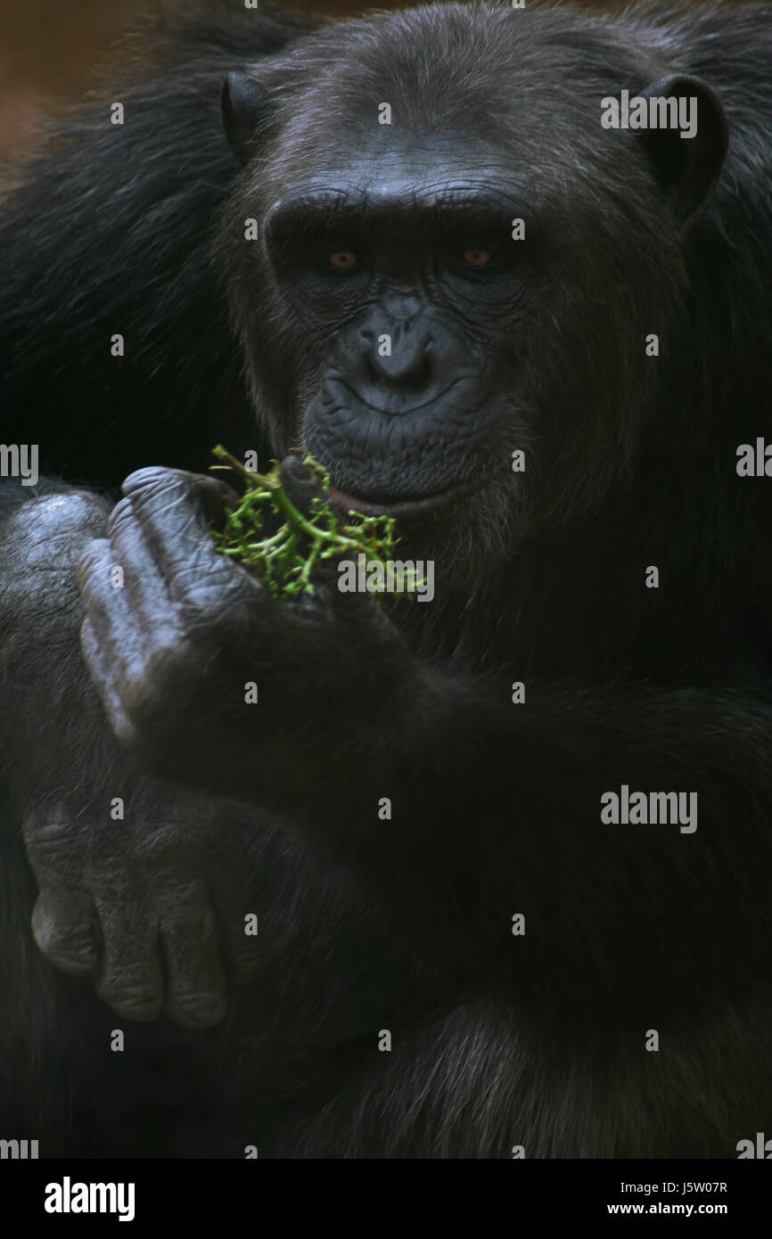 look glancing see view looking peeking looking at chimpanzee anthropoid ...
