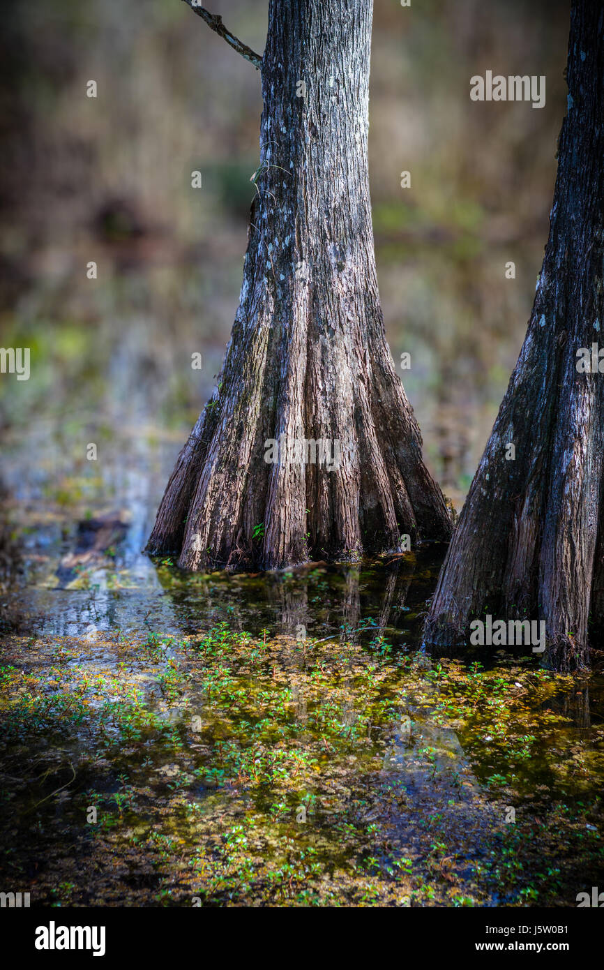 Dramatic cypress trees rise in the everglades.jpg Stock Photo - Alamy