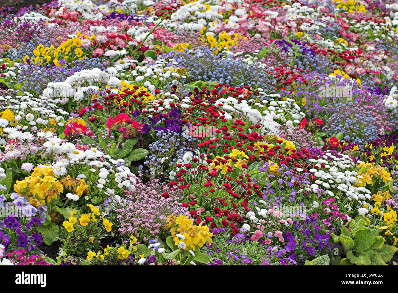 garden flower flowers plant spring flower bed flowerbed blue colour ...