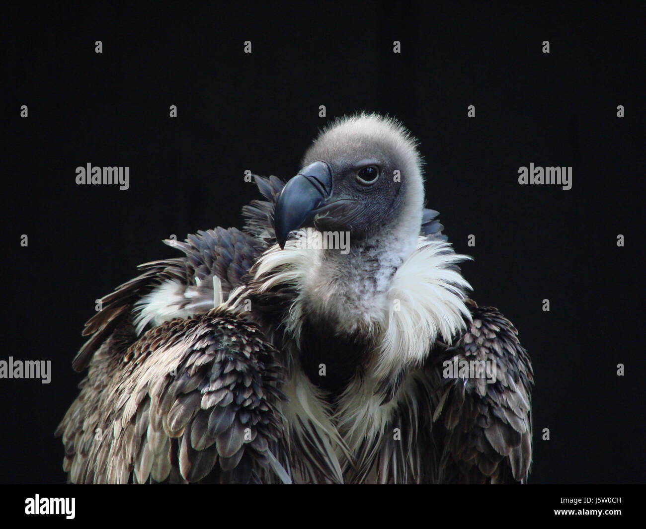 bird birds raptor vulture scavenger animal bird birds raptor america ...