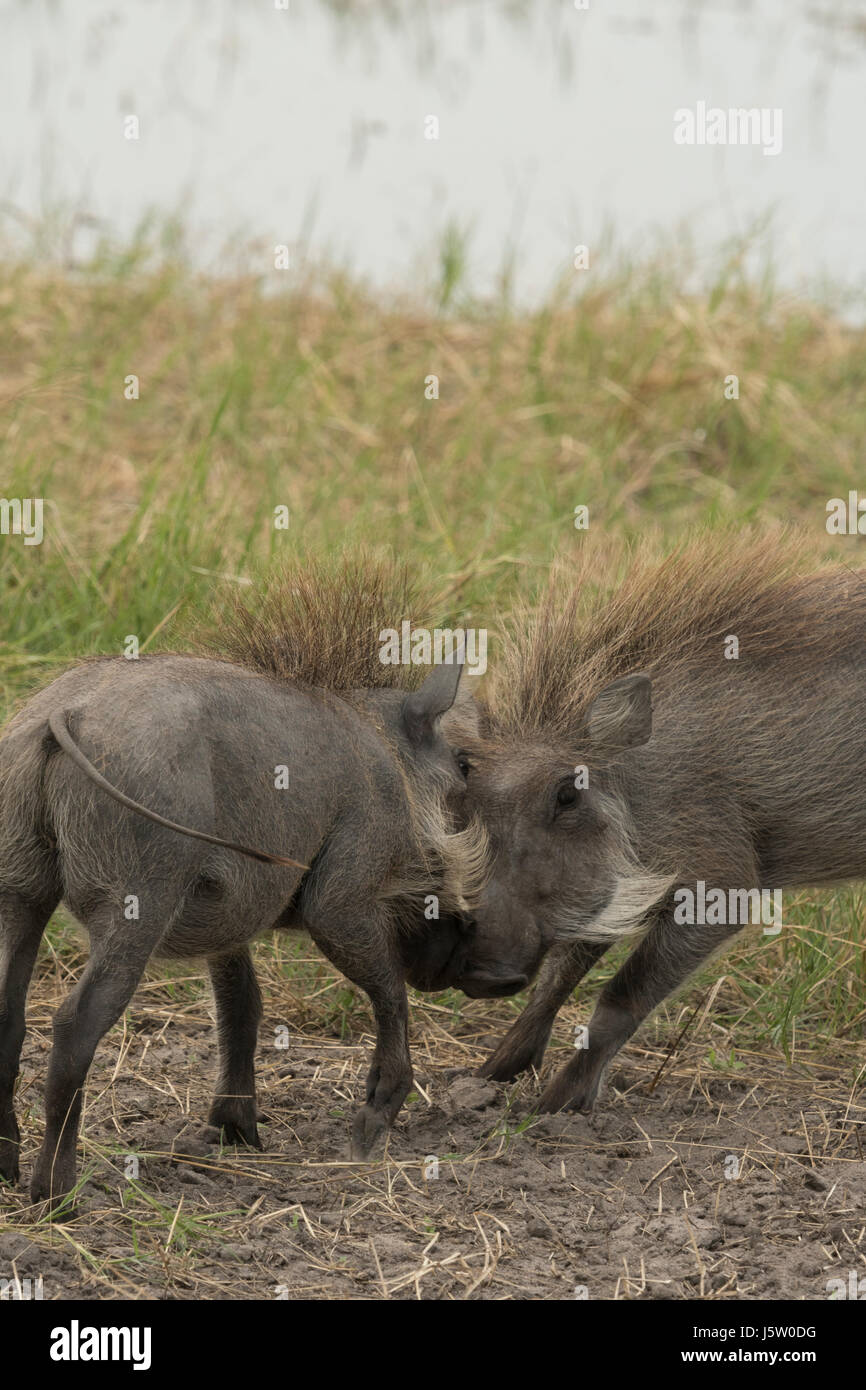 Warthogs fighting hi-res stock photography and images - Alamy