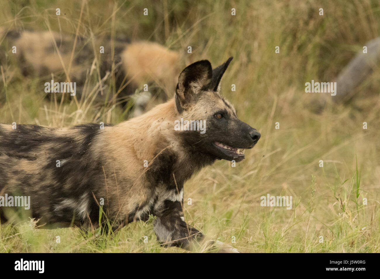 Cape hunting dogs also known as African Wild Dogs playing and hunting ...