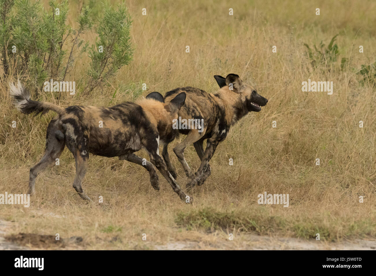 Cape hunting dogs also known as African Wild Dogs playing and hunting ...