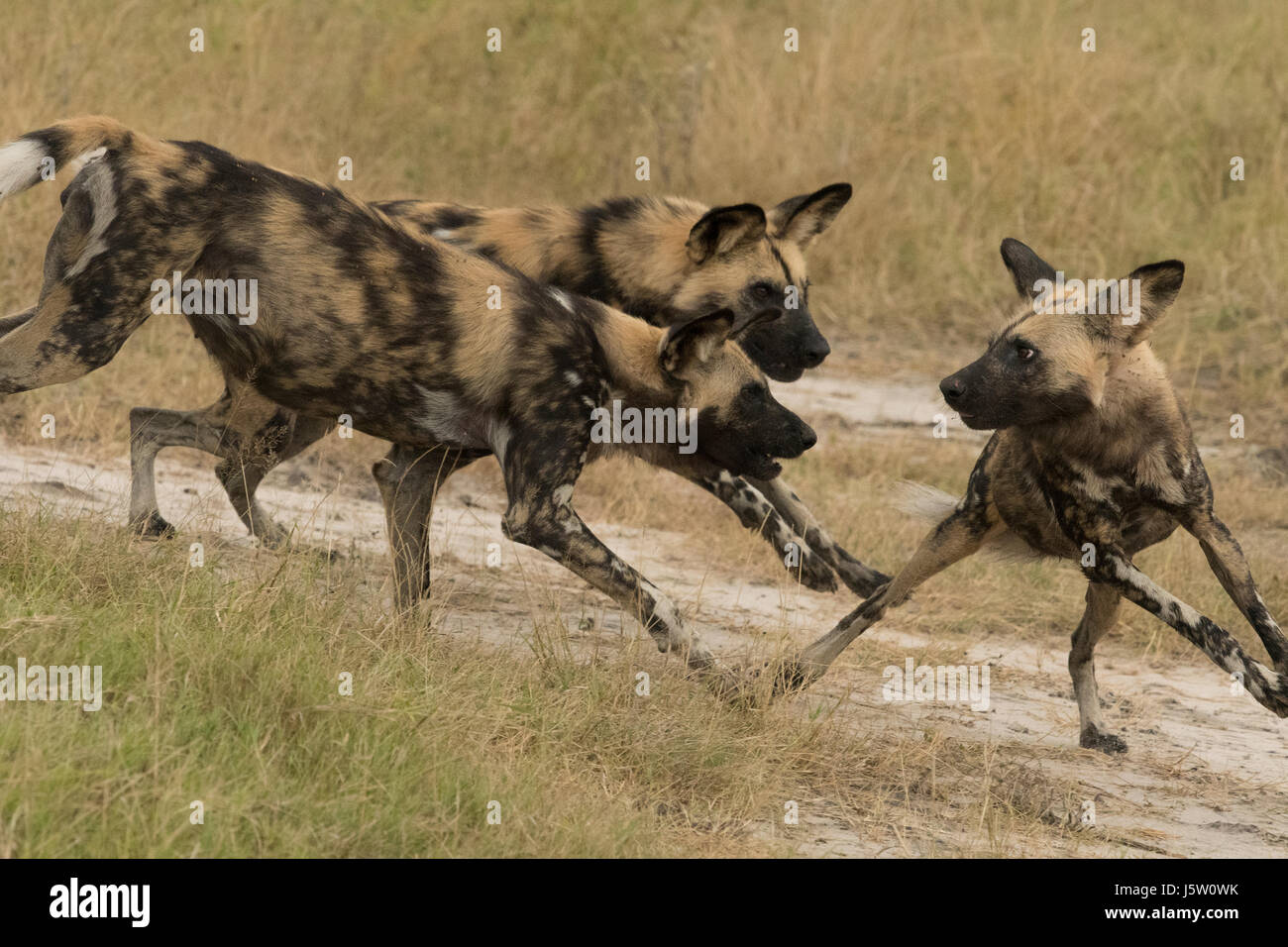 Three Cape Hunting dogs (African Wild Dogs) tussling with each other ...