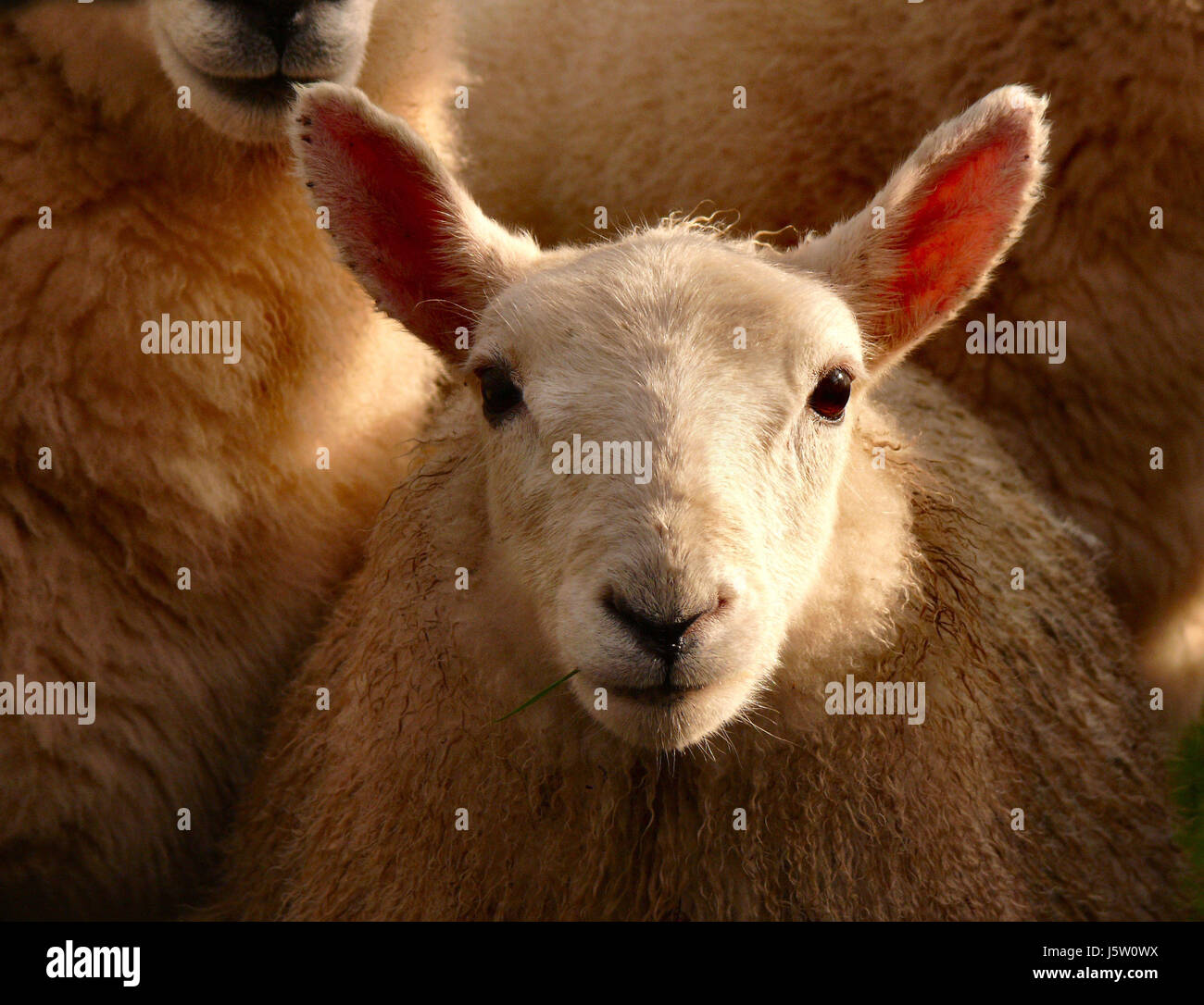 sheep lamb head to gorge engulf devour frontally funny ruminant ...