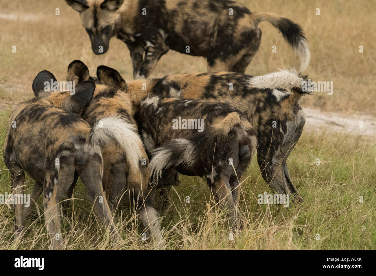 Cape hunting dogs also known as African Wild Dogs playing and hunting ...