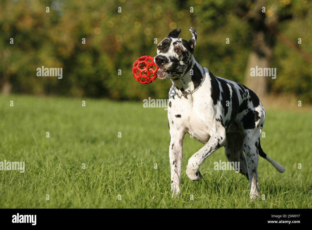 german mastiff dog Stock Photo - Alamy