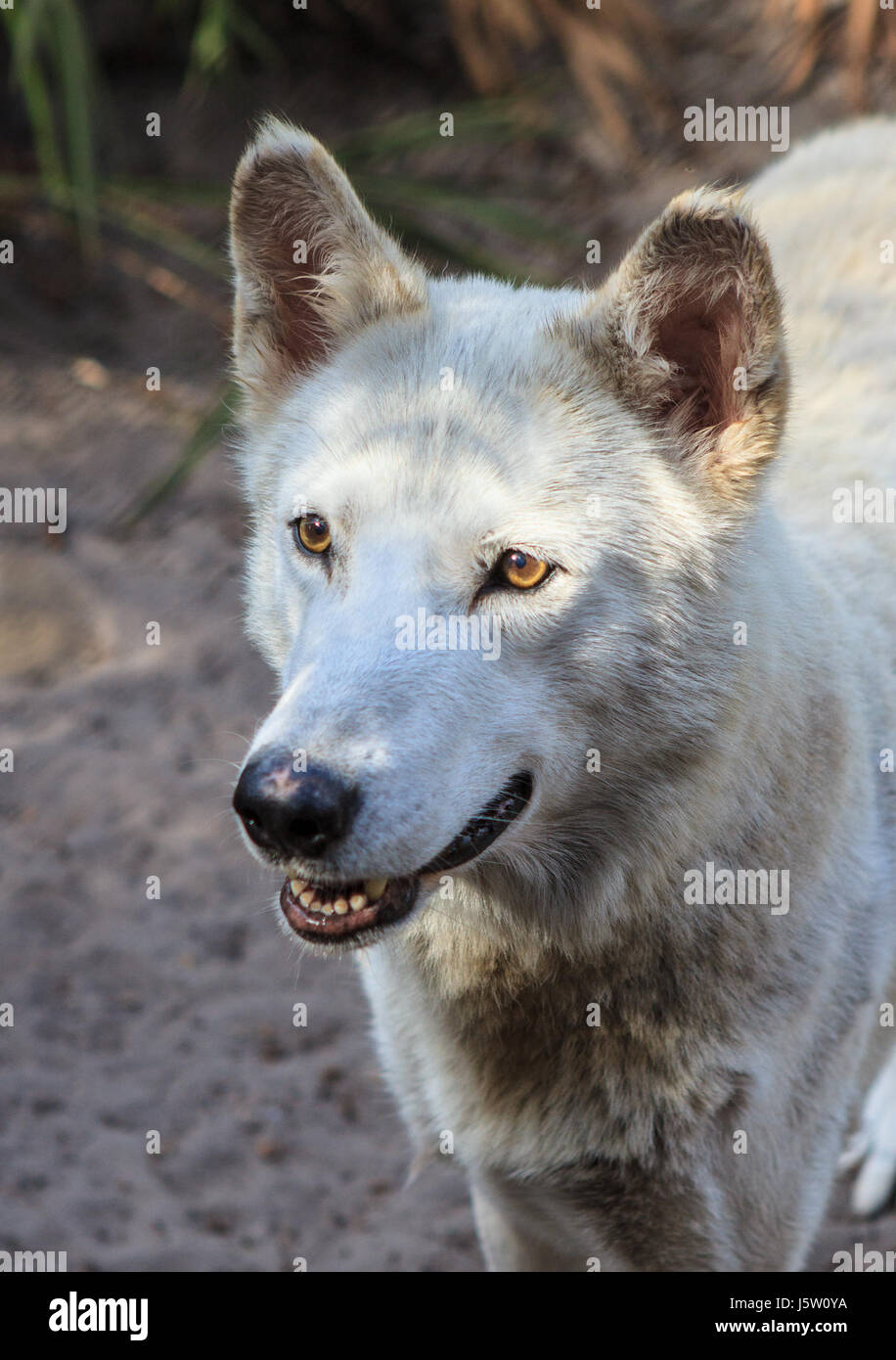 White gray wolf Stock Photo - Alamy