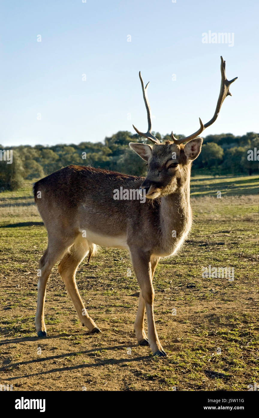 mammal standing farm deer young younger red pet mammal animals male ...