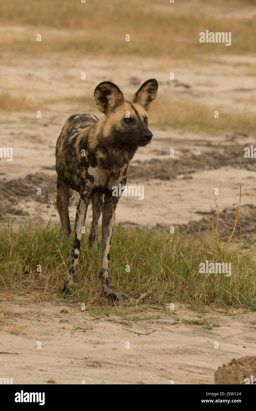Cape hunting dogs also known as African Wild Dogs playing and hunting ...