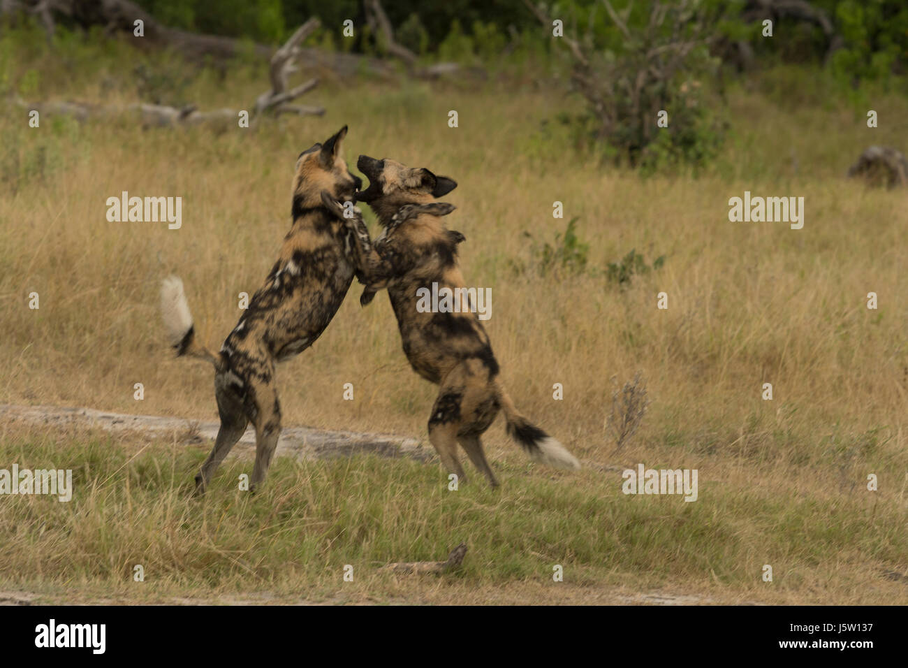 Two Cape hunting dogs also known as African Wild Dogs playing and ...