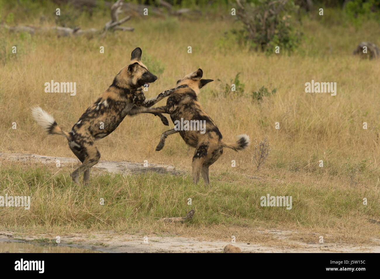 Two Cape hunting dogs also known as African Wild Dogs playing and ...