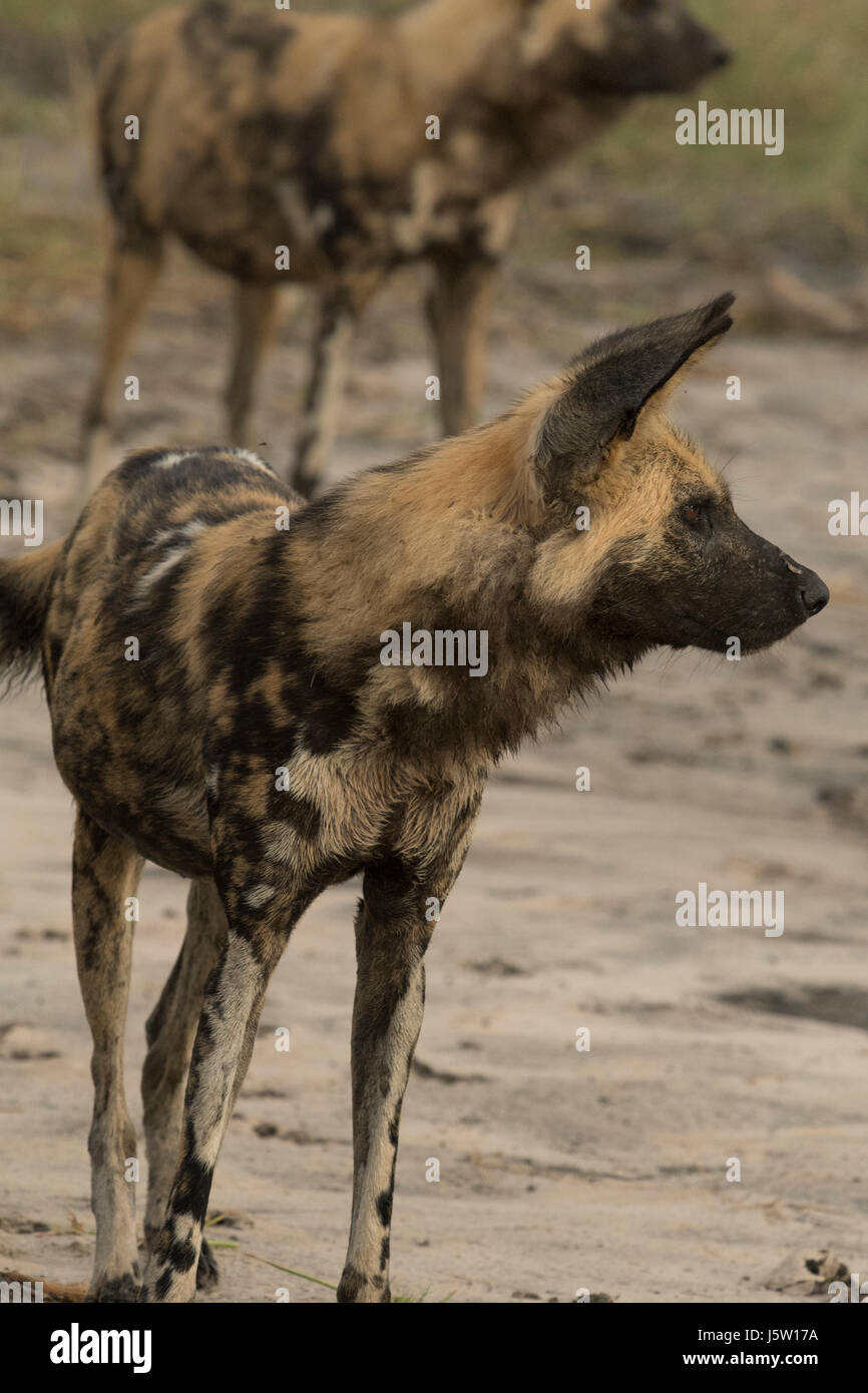 Cape hunting dogs also known as African Wild Dogs playing and hunting ...