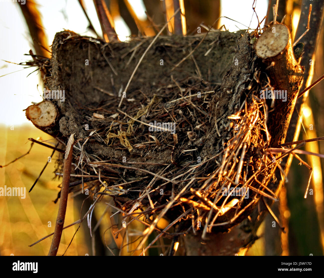 bird birds nest destruction bird birds nest destruction unusable half ...