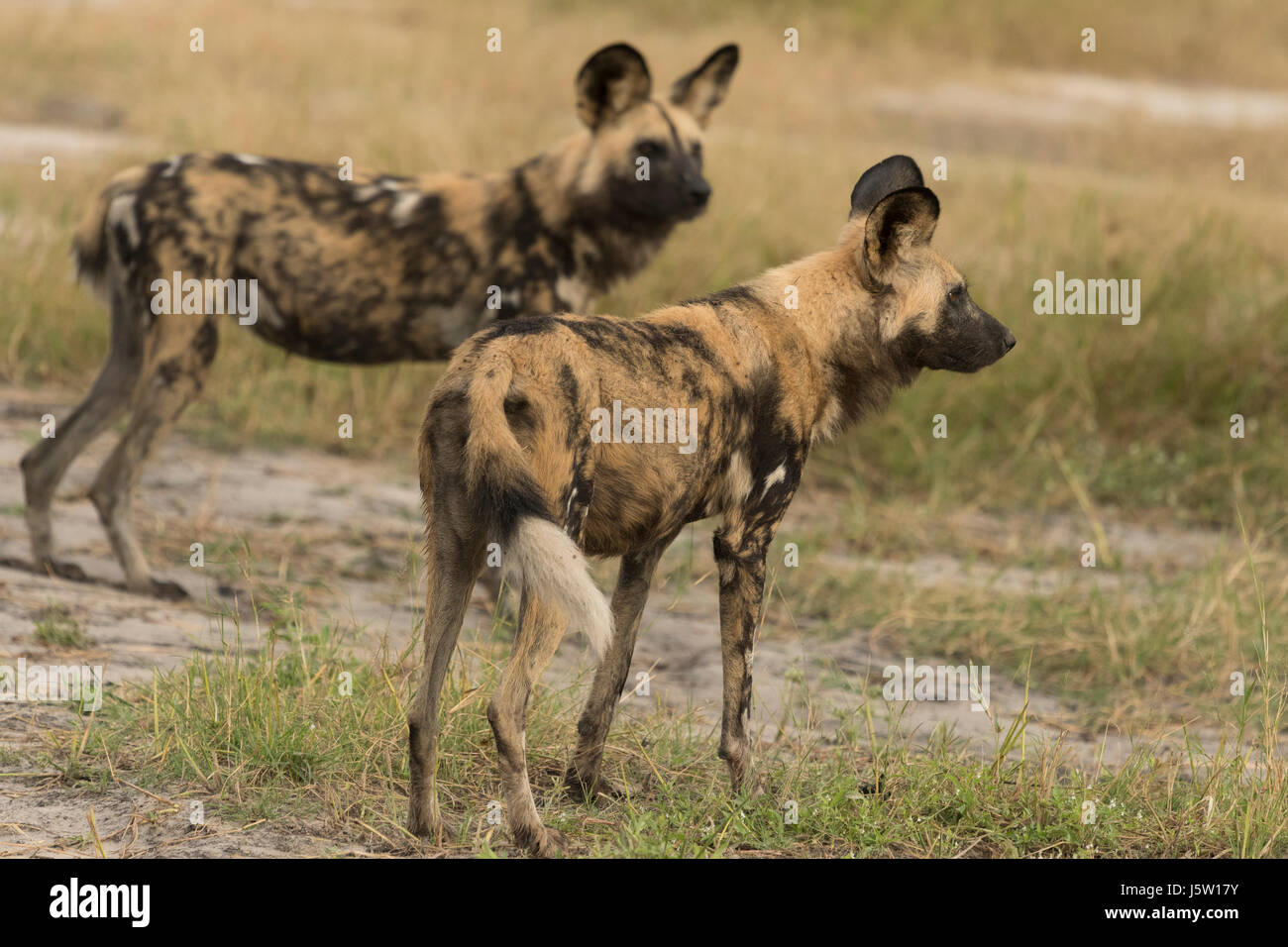 Cape hunting dogs also known as African Wild Dogs playing and hunting ...