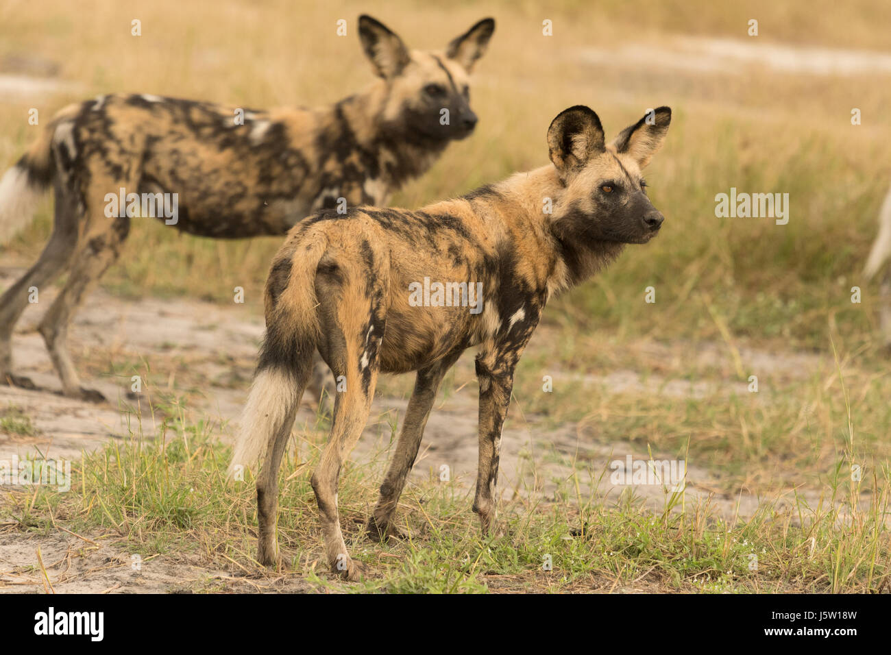 Cape hunting dogs also known as African Wild Dogs playing and hunting ...