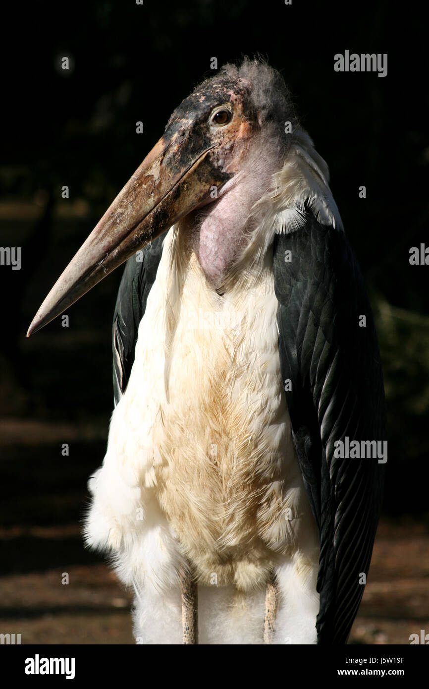 bird birds scavenger striking marabou legs small tiny little short ...