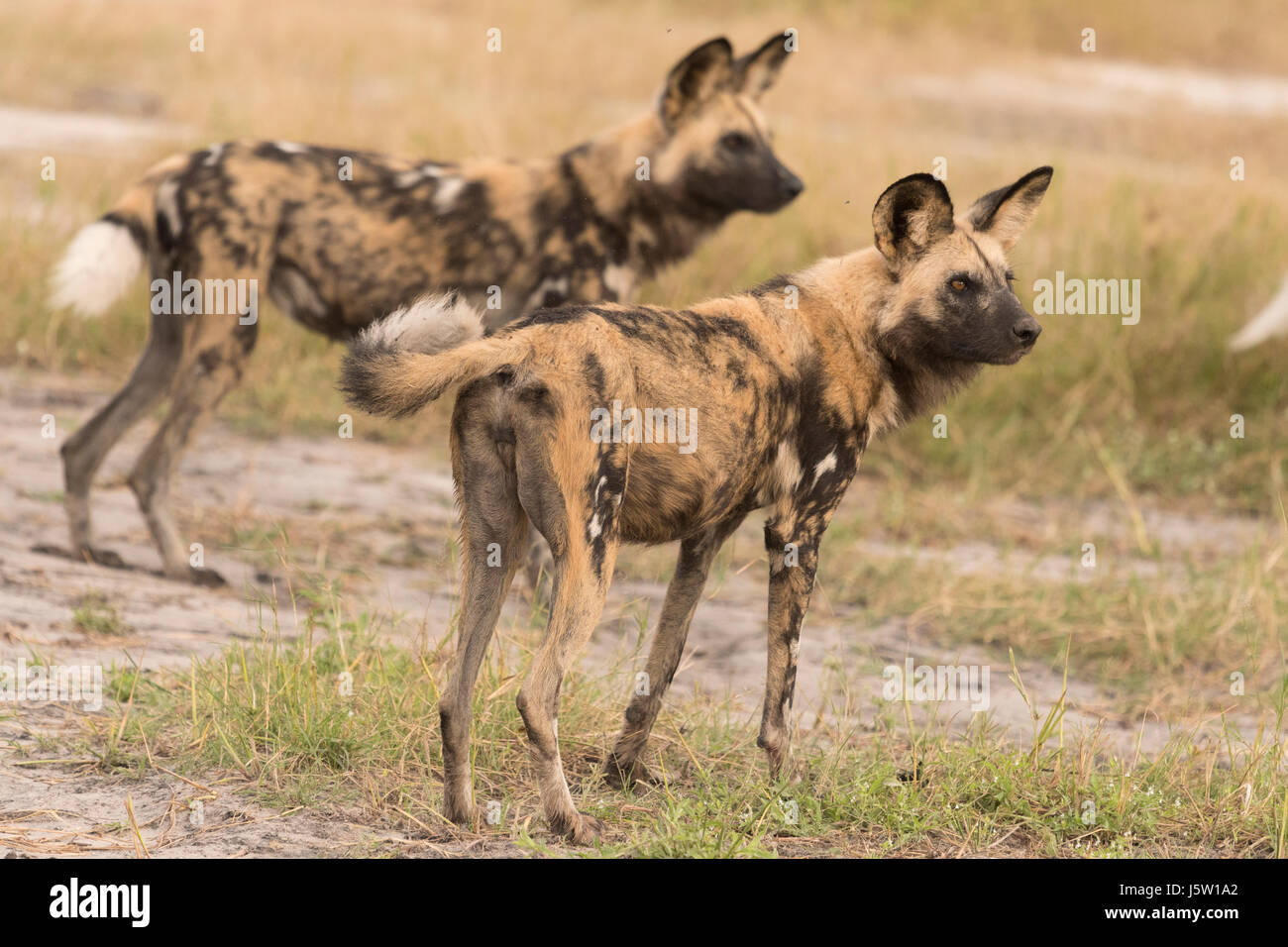Cape hunting dogs also known as African Wild Dogs playing and hunting ...