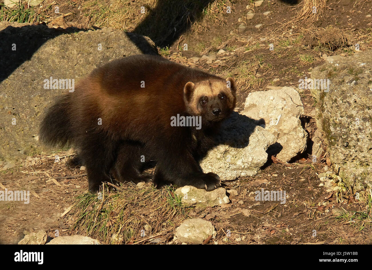 predator glutton wolverine predator claws scandinavia glutton wolverine ...